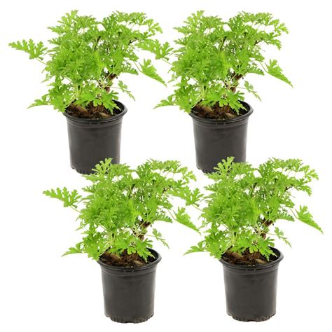 Reviews For National Plant Network 1 Gal Citronella Mosquito Plant With Lavender Flowers 4