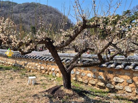 매화 향기 그윽한 성주 회연서원 네이버 블로그