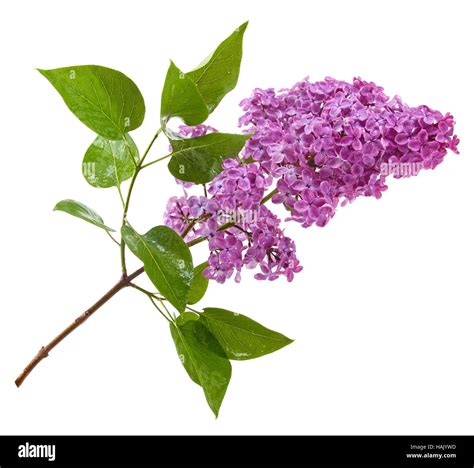 Purple Lilac Blossom Cut Out Stock Images Pictures Alamy