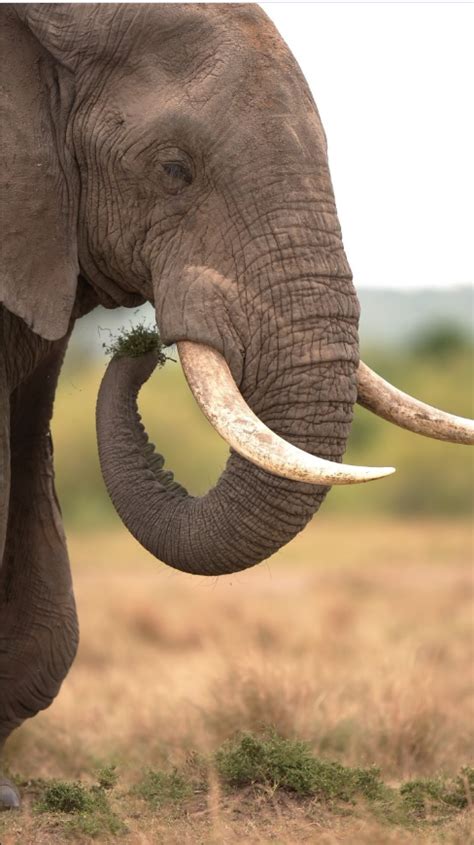 The Beauty Of Nature Captured Through Wildlife Moments