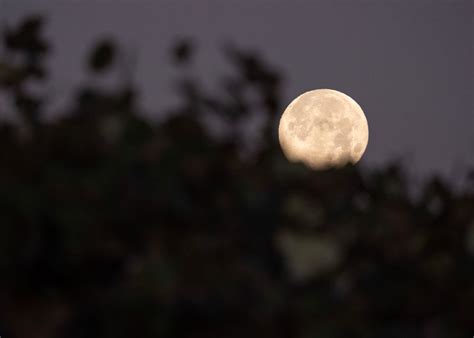 How Long Does The Moon Stay Full Buck Moon Still Appears Full Tonight