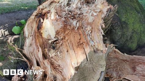 Can A Heatwave Cause Trees To Fall Bbc News