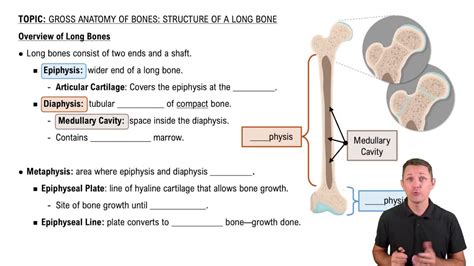Anatomy And Physiology Study Guide Exam 2 Review Video Lessons