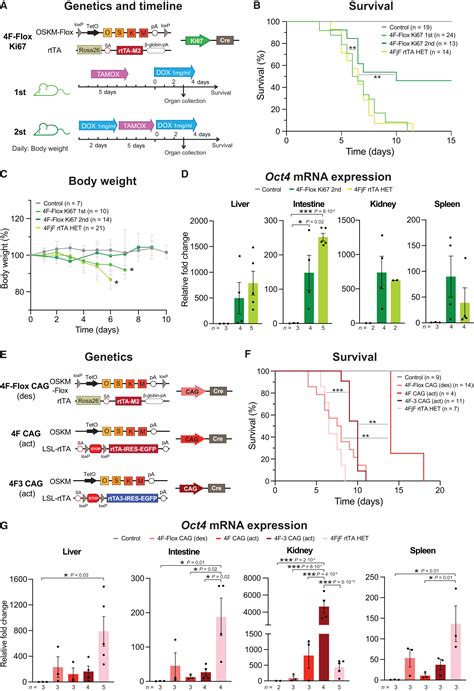Comparative Analysis Of Mouse Strains For In Vivo Induction Of