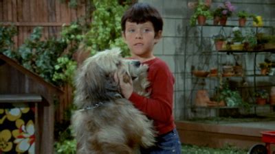 The Brady Bunch Cbs Watch On Paramount Plus