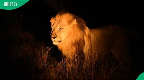 Escaped Lion Spotted Near The R66 In Kwazulu Natal Between Nongoma And