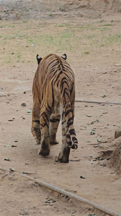 Tiger Cub Hd Wallpaper Videos Download The Best Free 4k Stock Video