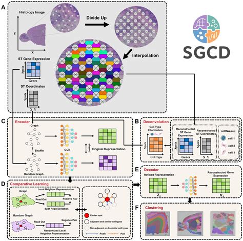 sgcd high‐resolution spatial domain characterization via data interpolation and cell‐type