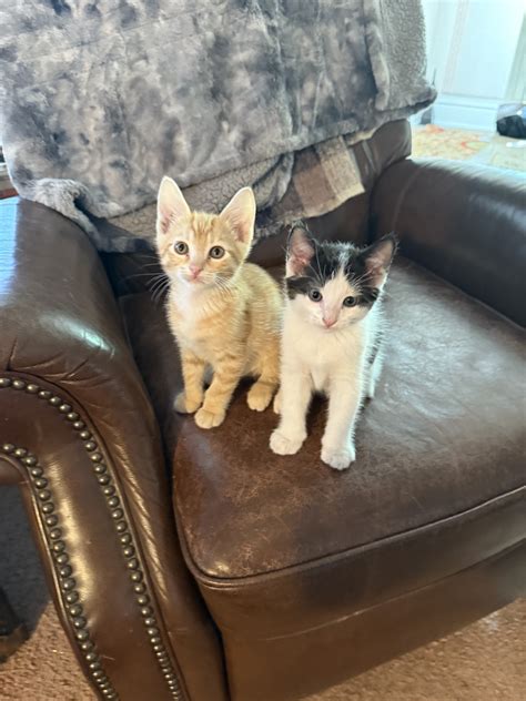Mimi Rorie Good Morning Tuna And Sardine🐱🐱 ️ ️ Two Facebook