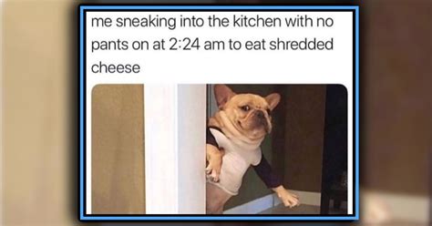 25 Funny Animal Memes To Keep Your Mind Off Monday Animal Comedy