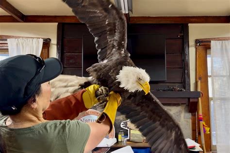Californias Beloved Bald Eagle Jackie Dies From…
