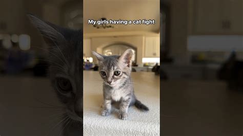Watch This Man Surprise His Girlfriend With An Adorable Fuzzy Kitten