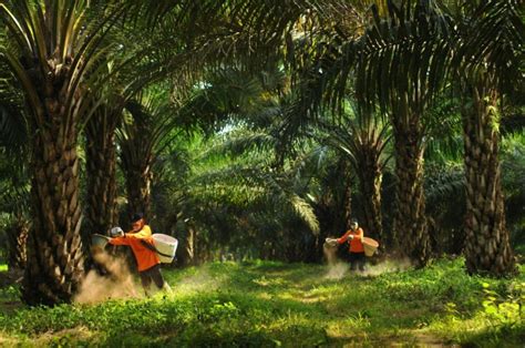 포스코인터 인니 팜기업 13조 인수···바이오디젤 풀밸류체인 완성