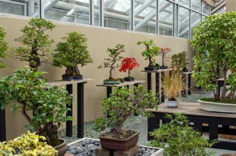 Rooted In Time Brooklyn Botanic Garden Celebrates 100 Years Of Bonsai • Brooklyn Paper