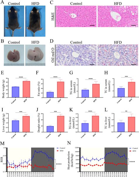 Frontiers Brown Adipose Tissue Derived Extracellular Vesicles
