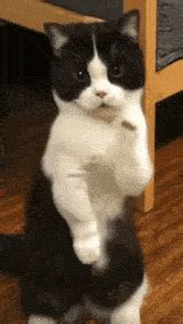 Twerk Dance S Tenor