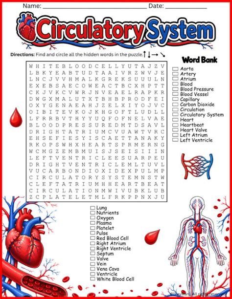 Circulatory System Activities Word Search Crossword And Label The Heart