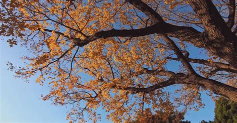 가을 가지 경치 경치가 좋은 계절 계절 변화 계절의 변화 고요한 나무 나무 캐노피 나뭇잎 노란 잎 다채로운 떨어지다 맑은 날 밝은 색 배경