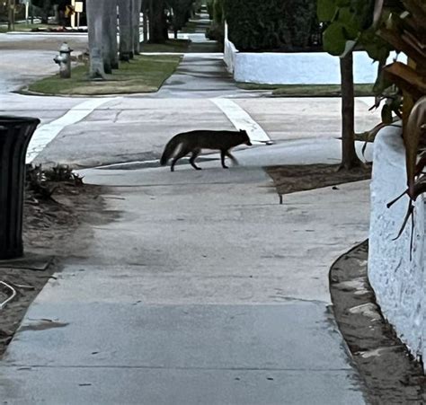 Foxes Seen In Flamingo Park A West Palm Beach Historic District