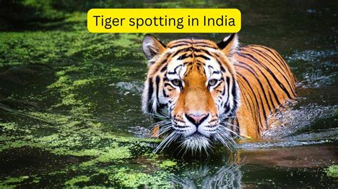 International Tiger Day Decades Ago India Feared Losing Its Tigers