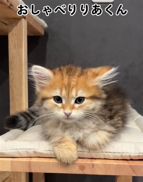 『おしゃべりが大好きな猫』→飼い主さんが話しかけると微笑ましすぎる『やり取りの様子』に「可愛くてたまらん」「返事しとるw」と反響