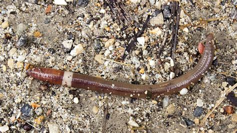 Officials Drawing New Attention To Invasive ‘crazy Worm Found In Ohio Gardens Nbc4 Wcmh Tv