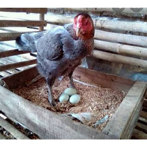 Jual Telur Ayam Birma Terlengkap And Harga Terbaru Agustus 2026 Shopee