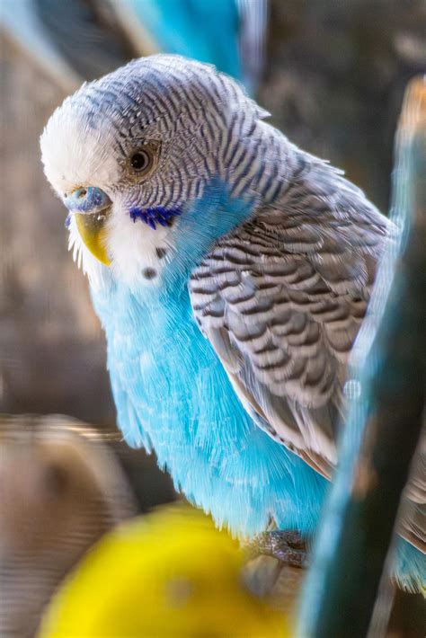 앵무새의 클로즈업 샷 · 무료 스톡 사진