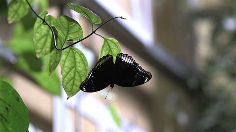 Do Insects Know They Are About To Die