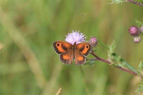 Bats Butterflies And Moths Make Meadow Home Uk