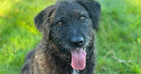 Puppy Rescue Dogs For Adoption Pets4homes