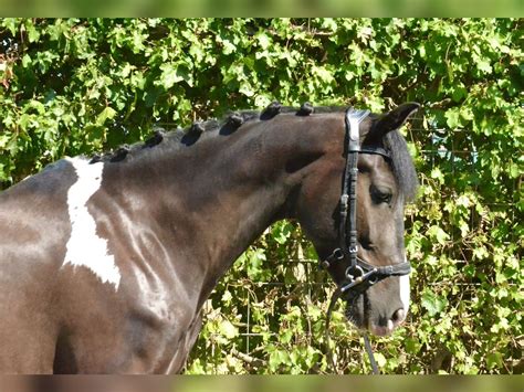 Bayerisches Warmblut Wallach 6 Jahre 155 Cm Schecke In Würzburg
