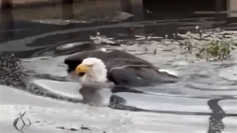 Video Shows Bald Eagle Jackies Brutal Brawl Before Rescue