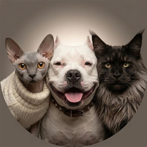 Cat Fannycat Bullycanada