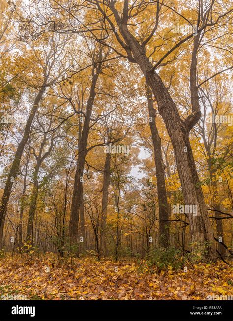 Tall Trees Growing In Forest Hi Res Stock Photography And Images Alamy