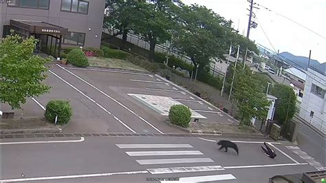A Bear Injures 4 People In A Residential Area Of Japan As The Annual