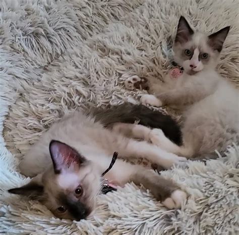 Toes Is Living His Best Life Cuddled Up With His Mama Nikki And