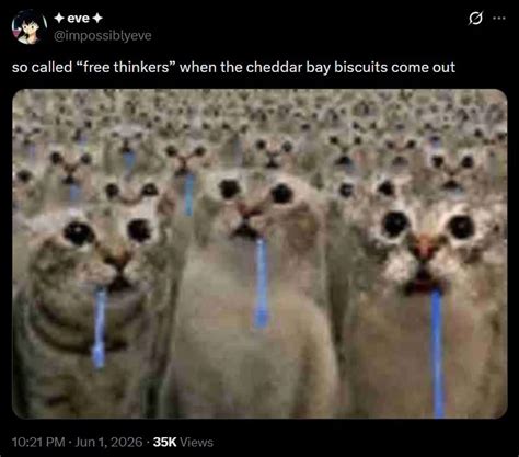 What Is The Drooling Cat Meme How A Crowd Of Drooling Cats Became