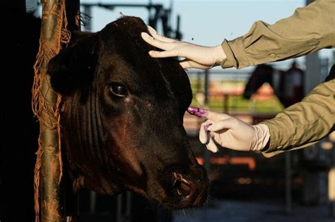 U S To Resume Mexican Cattle Imports After Yearlong Ban Ssbcrack News