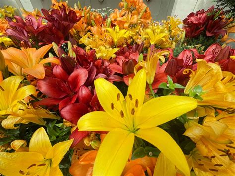 Lily Lilium Species And Hybrids