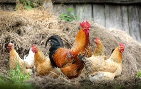 What To Do When Hens Stop Laying Brooding Molting Winter Help