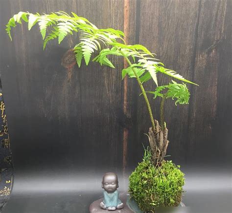 蕨类植物都有哪几种，有何特点