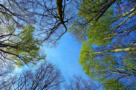 Choosing The Right Tree Service For Your Demands