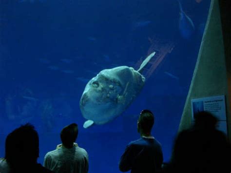 Scientists Discover The Worlds Largest Fish