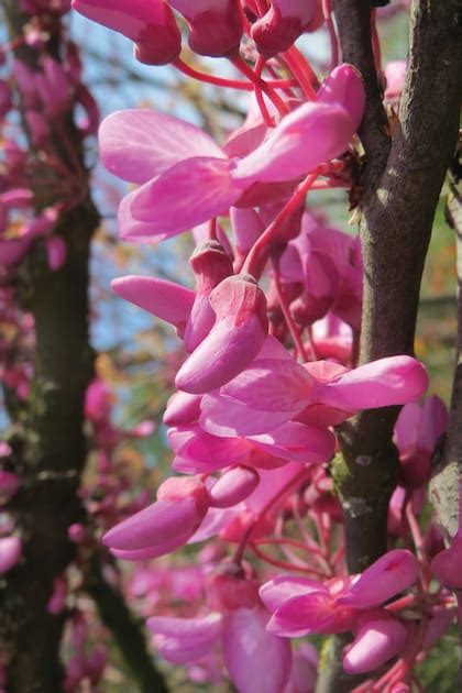 El árbol Que Florece Antes De Tener Hojas Y Se Convierte En Un Espectáculo Rosado La Nacion
