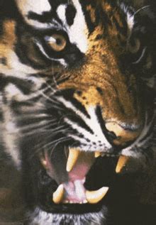 Tiger  S Tenor