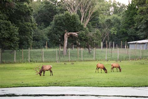 Over 375k Poured Into Wakanda Parks Updates And Additions