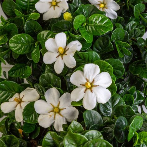 Southern Living Gardenia Diamond Spire Live Shrub In 2 Gallon Grower