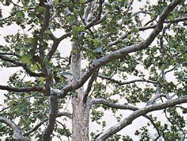 Sycamore Definition Trees And Facts Britannica