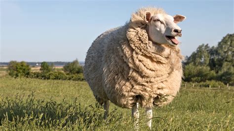 Sheeps Reaction To Losing Her Wool On The Hottest Day Of The Year Is